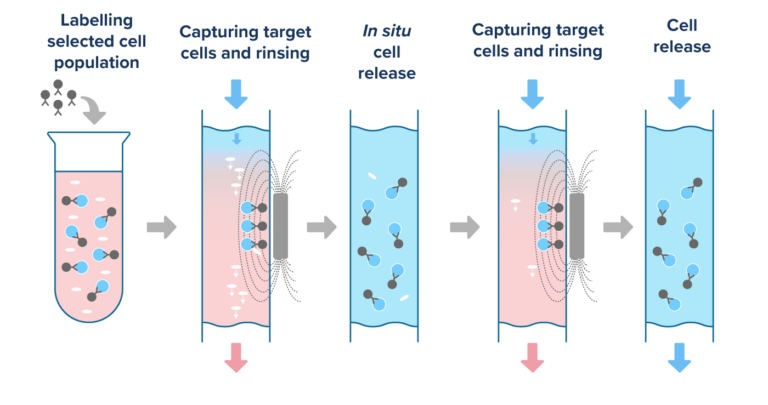 Magnetic Cell Isolation - Applied Cells