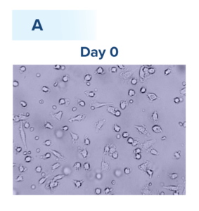 CD14+Monocyte Isolation - Applied Cells